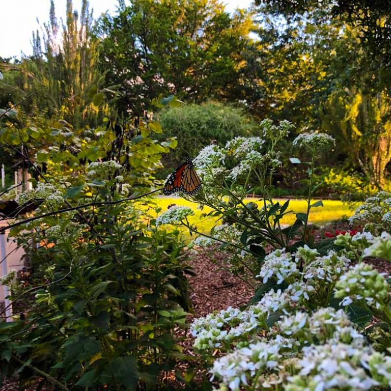 Texas Native Plant Garden - Heard Museum