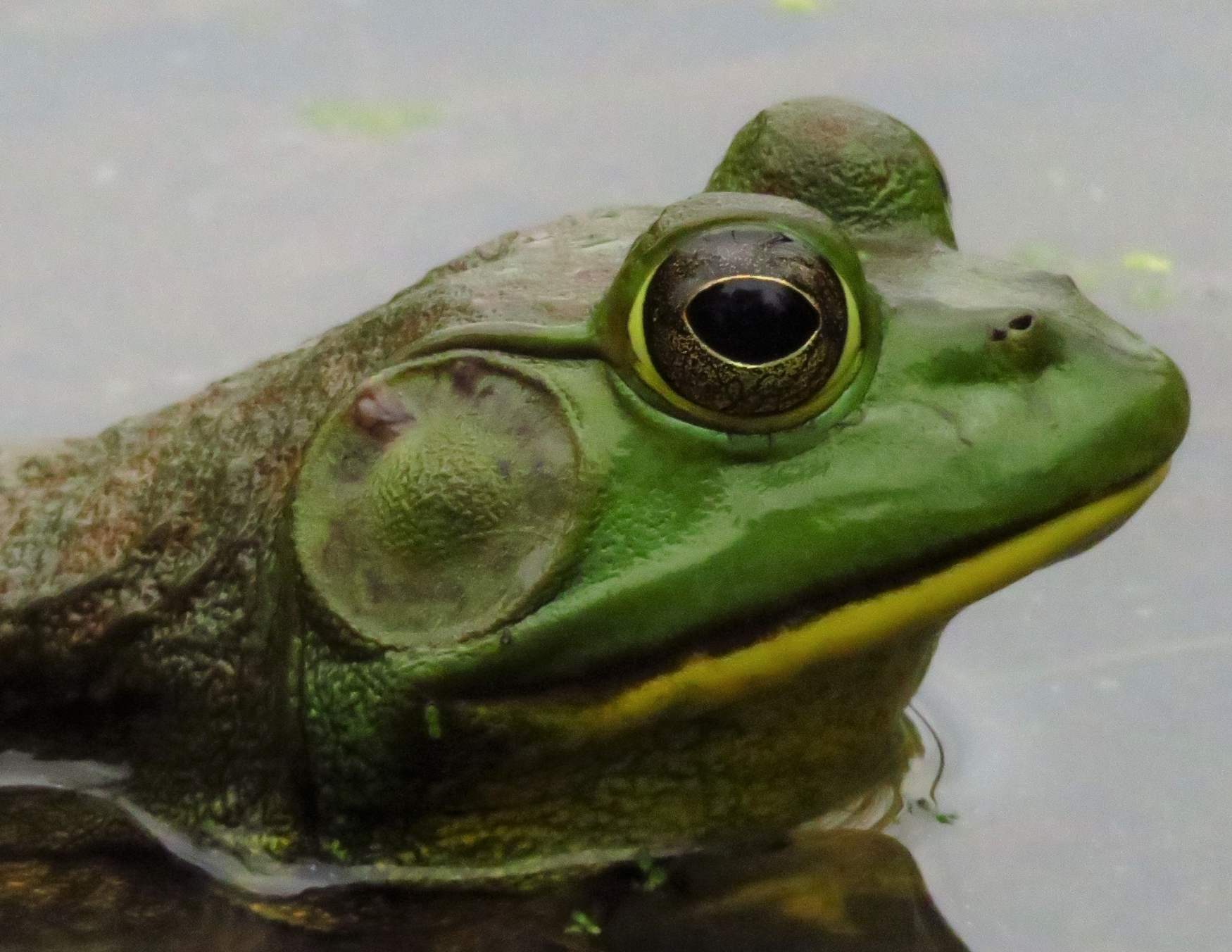FrogWatch Training Session - Feb 22 Heard Museum