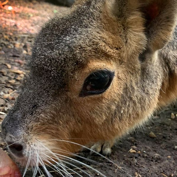 Meet Some of Our Animal Ambassadors - Heard Museum
