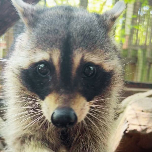 Meet Some of Our Animal Ambassadors - Heard Museum